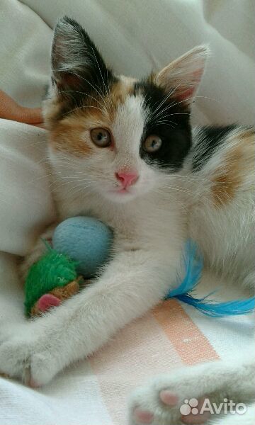 Трехцветная малышка