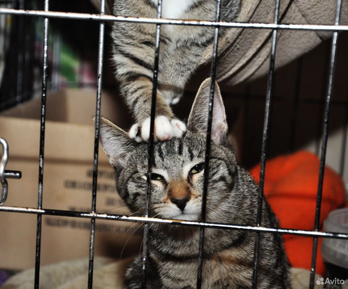Маленький кот Бубенчик