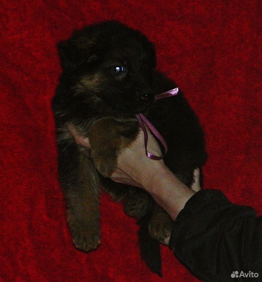 Немецкой овчарки щенок