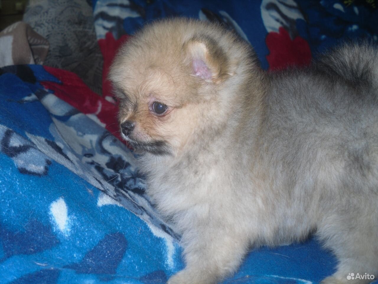 Щенок шпица