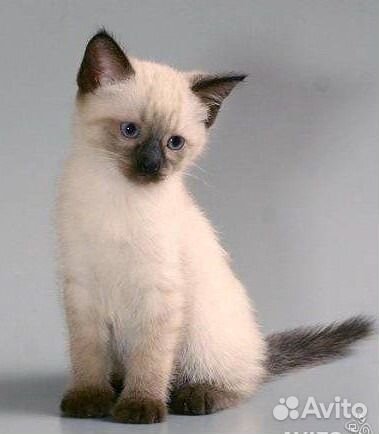 Тайские котята