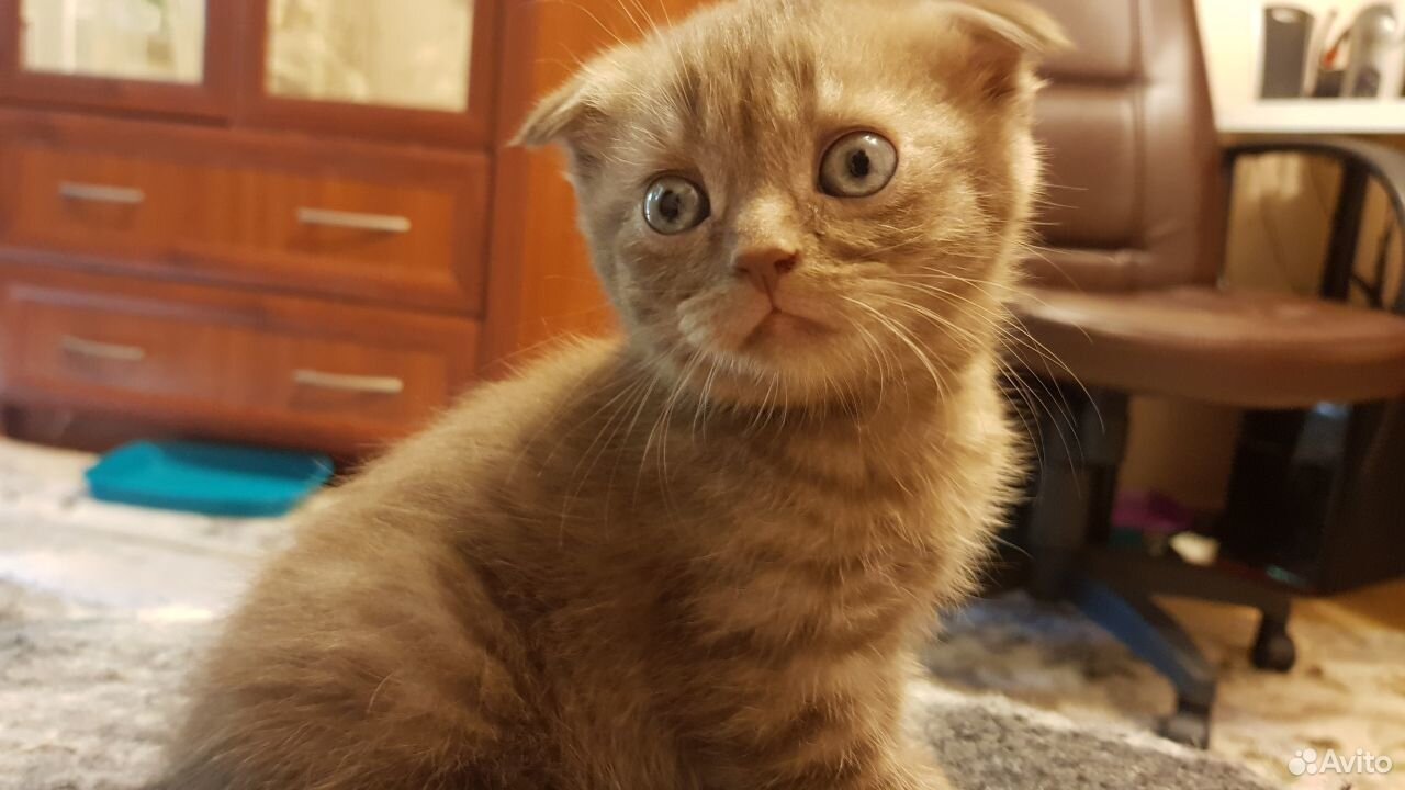 Милые шотландские котята вислоухие
