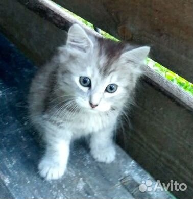 Котенок Кнопка