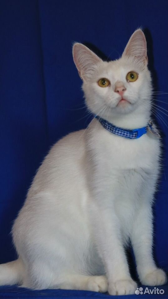Крупный белый котик ищет семью для счастья