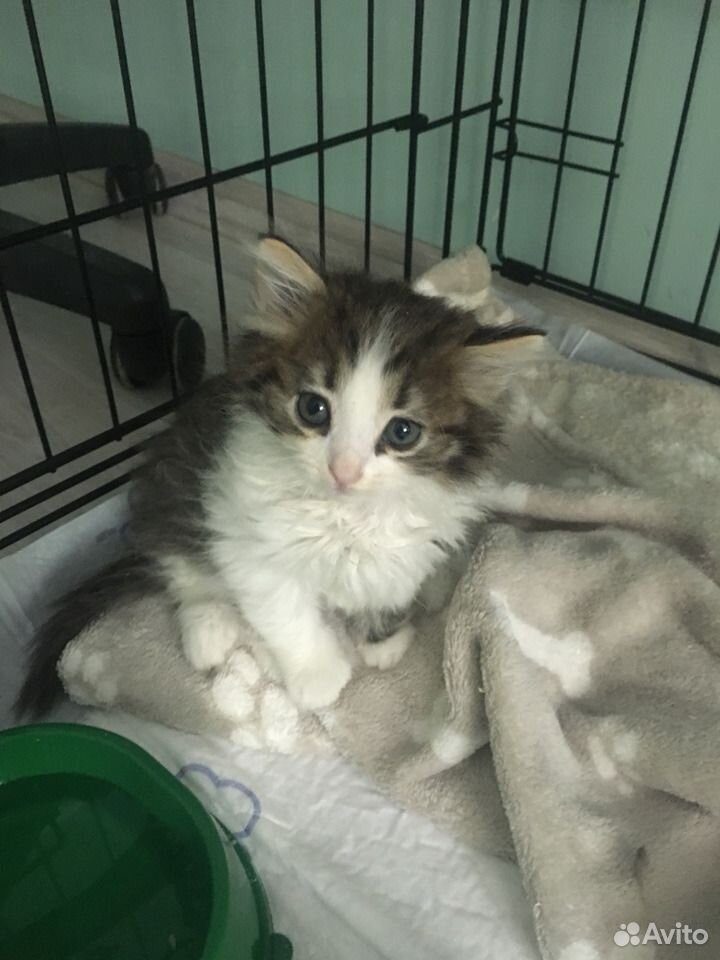 Котёнок Лея