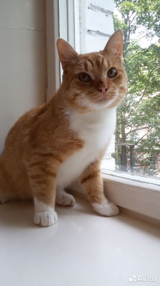 Рыжее Солнышко