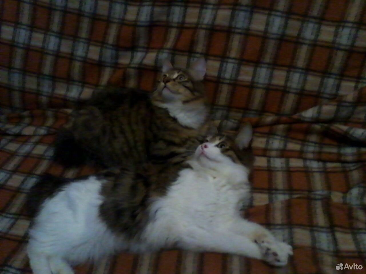 Котята-курильчата