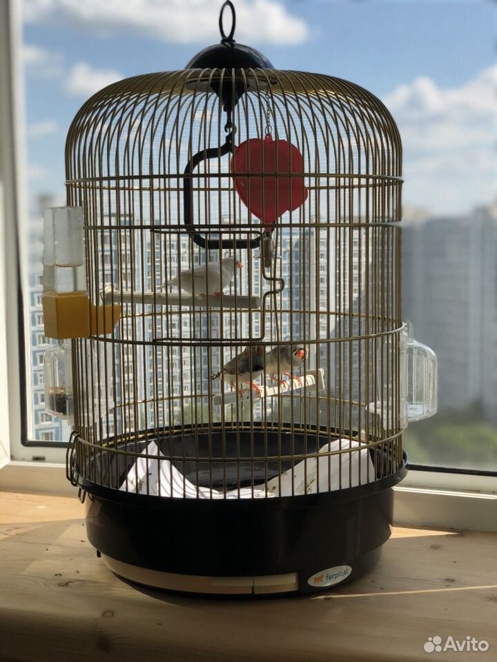 3 амадина + клетка + корм