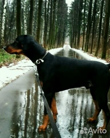 Сведу Добермана(кабель)