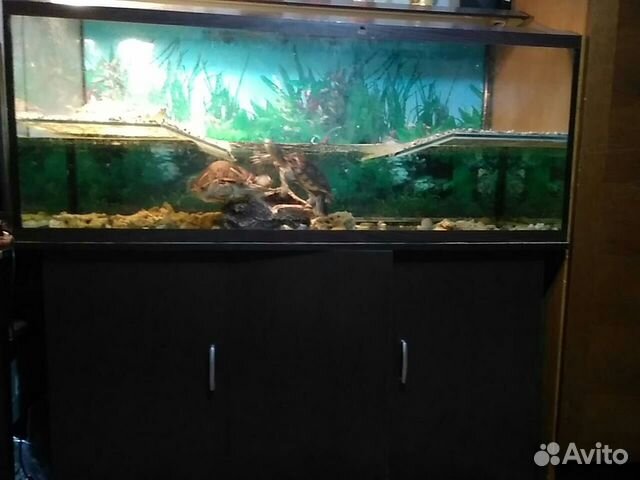 Акватеррариум с красноухими черепахами