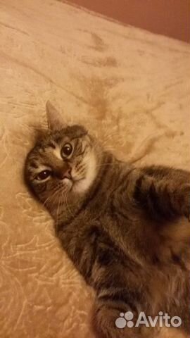 Котик плюшевый животик