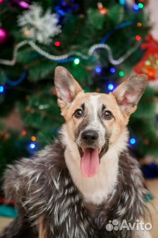 Эрик в добрые руки