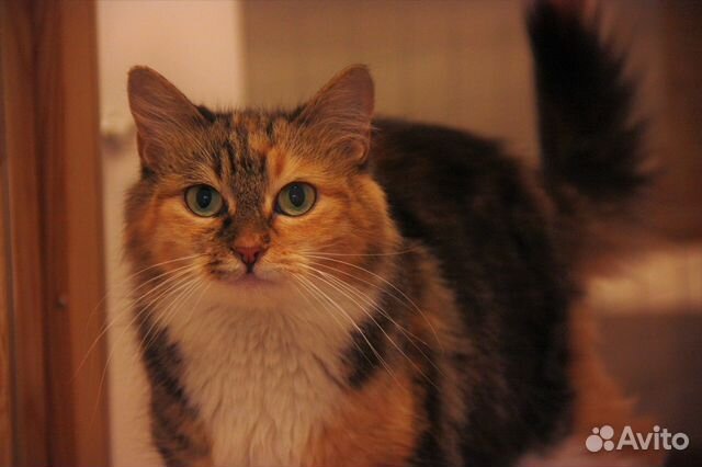 Маргоша ищет дом