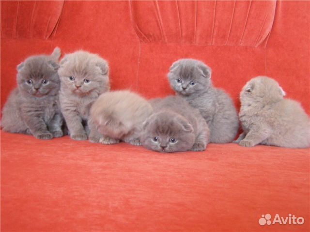 Пончик и Пончита