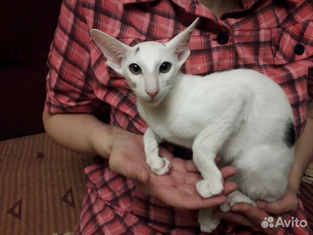 Ориентальный котенок Ларион окраса арлекин