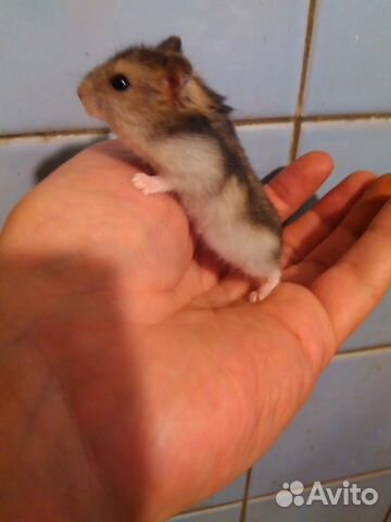 Джунгарские хомячки очаровашки