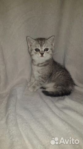 Британские котята