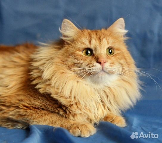 Фунтик ищет семью