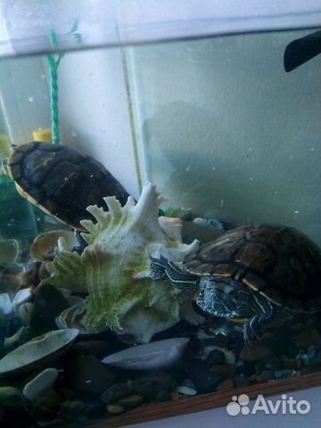 Продам красноухих черепах