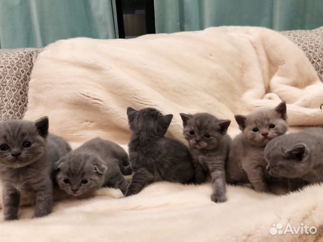 Шотландские котята