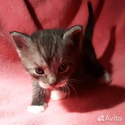 Крошечка. Бронь