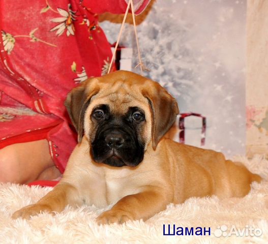 Щенки Бульмастифа