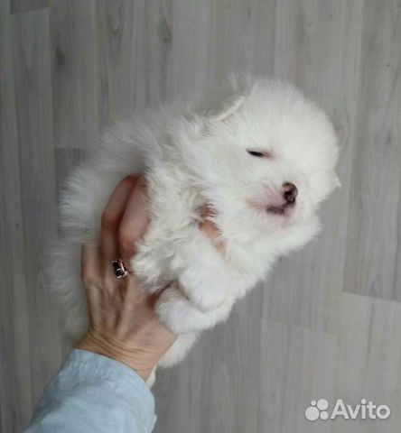 Курносый мальчишечка