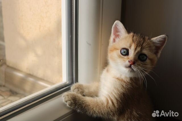 Золотой котёнок породы шотландский страйт
