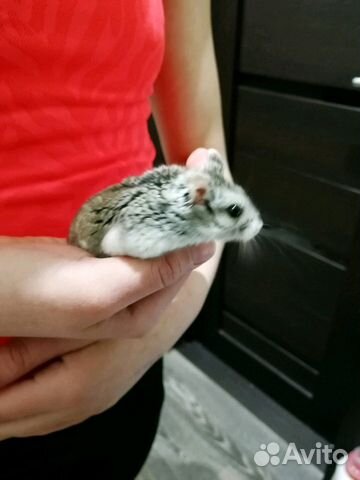 Хомяк 2 месяца
