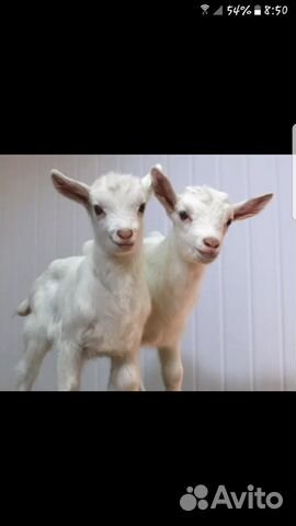 Зааненские козлики