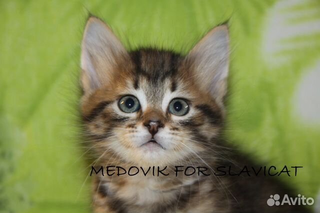 Сибирский Медовик