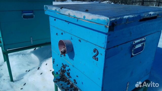 Пчелосемьи Бакфаст Карника (Дадан)