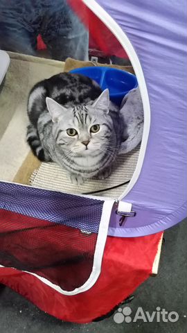 Кот на вязку