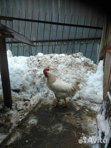 Петух Русская белая домашнего разведения