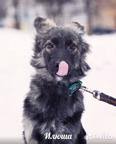 Илюша ищет дом