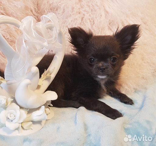 Мини девочка редкого голубого окраса