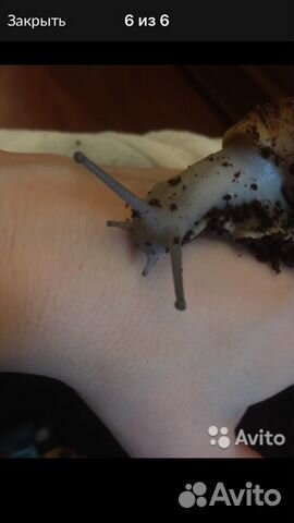 Улитка архахатины маргинаты сутуралисы сильверы