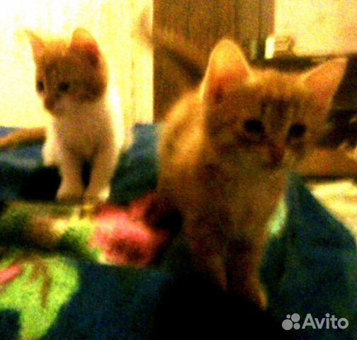 Отдаём очаровательных рыжих котят