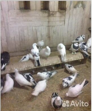 Бакинские бойные голуби
