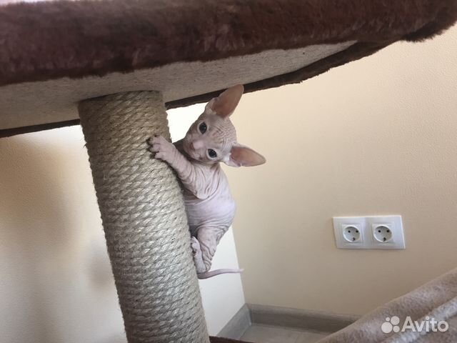 Свинкс донской котёнок