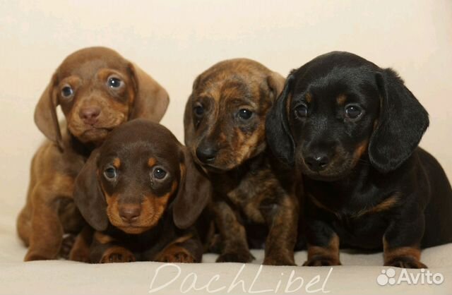 Таксята весёлые ребята