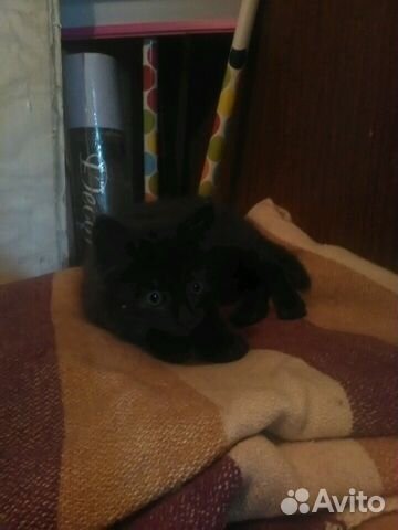 Котята добрые руки