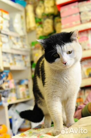 Кот Васенька Коровкин 1 годик