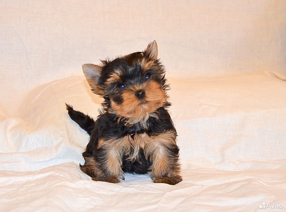 Йоркширский терьер-сказка к вам домой