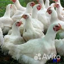 Цыплёнок бройлер росс-308 месячный