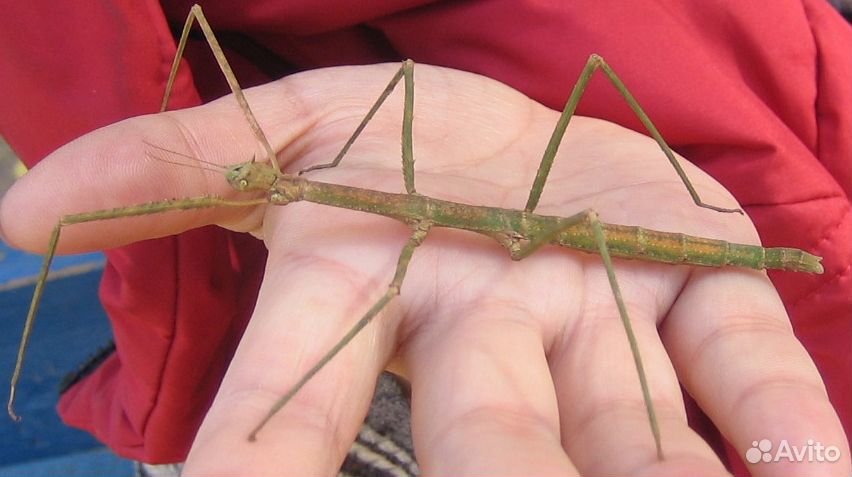 Палочники - экзотические насекомые