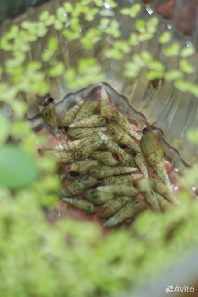 Улитки Мелании и Ампулярии