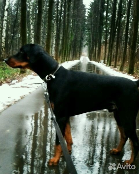 Сведу Добермана(кабель)