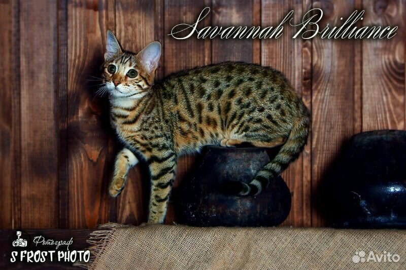 Котята Саванна F4 и f5 мальчики и девочки