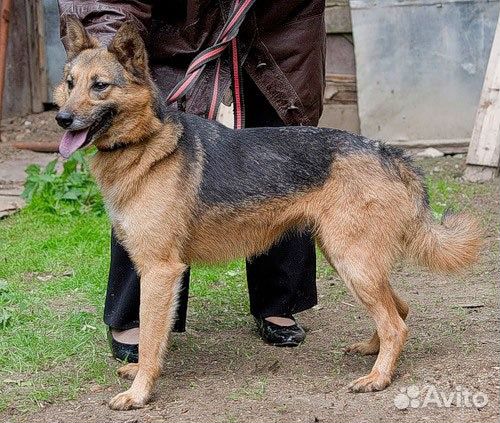 Спокойная пожилая собачка Джессика ищет дом